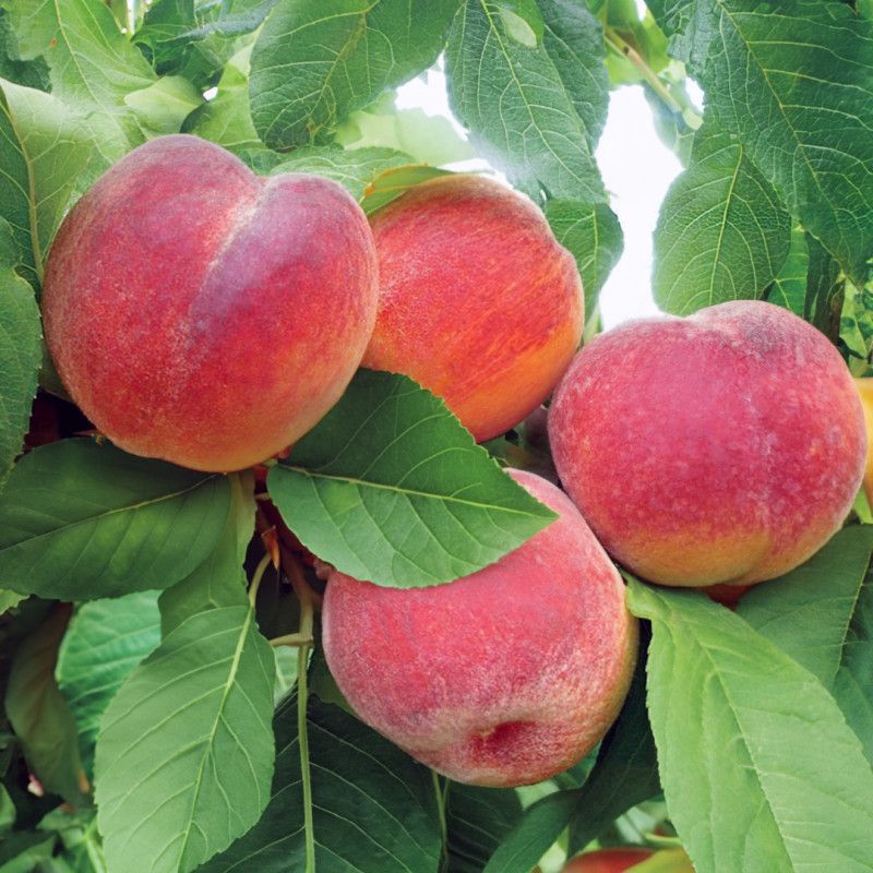 Rich May Şeftali Fidanı - peyzaj.com