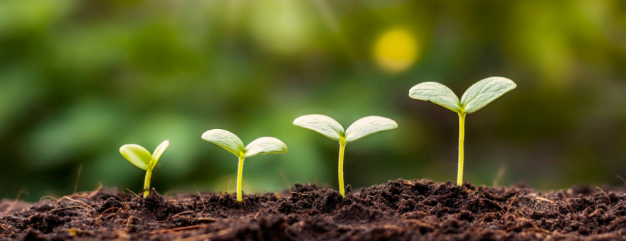 Bitki Toprağı Ve Toprak Çeşitleri | Peyzaj.com