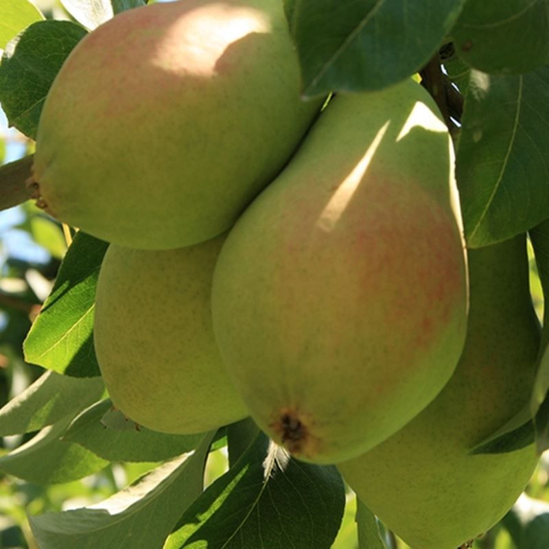 Aşılı Santa Maria Armut Fidanı | Açık Köklü | Peyzajcom - peyzaj.com