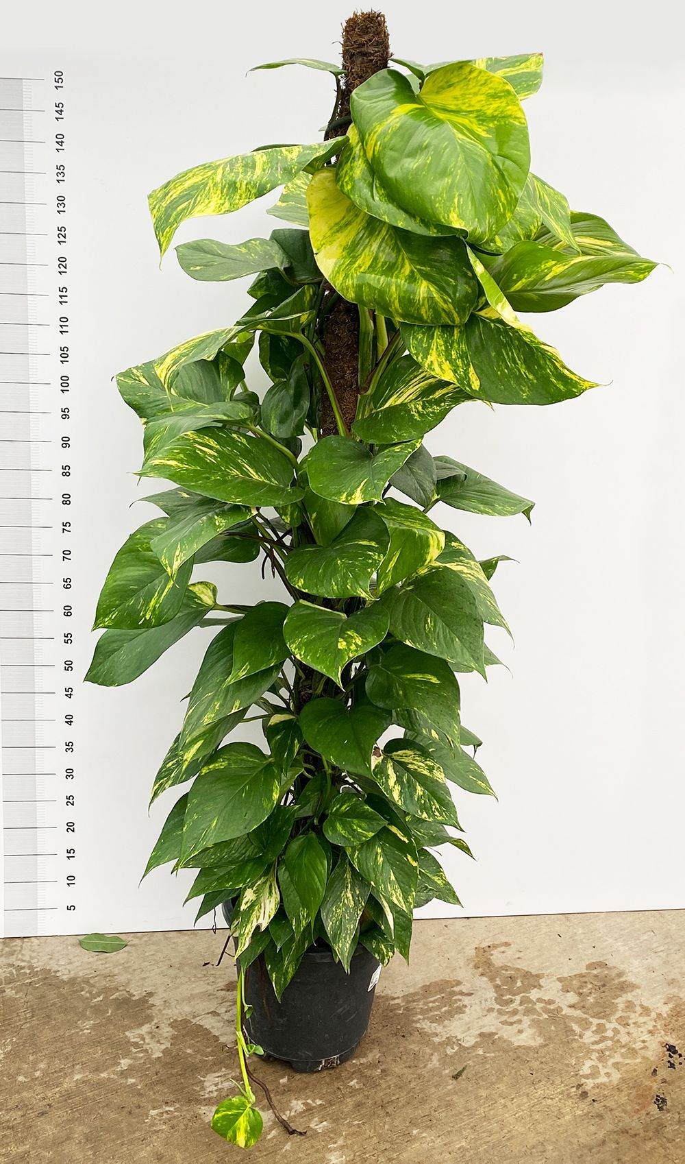 Epipremnum Aureum Mosstok Çubuklu Salon Sarmaşığı (Yerli) - peyzaj.com