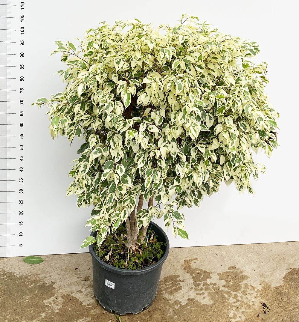 Ficus Benjamin Starlight Bonsai (Yerli) - peyzaj.com