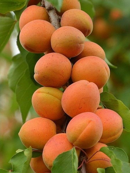 Orange Ruby Kayısı Fidanı | Peyzajcom - peyzaj.com