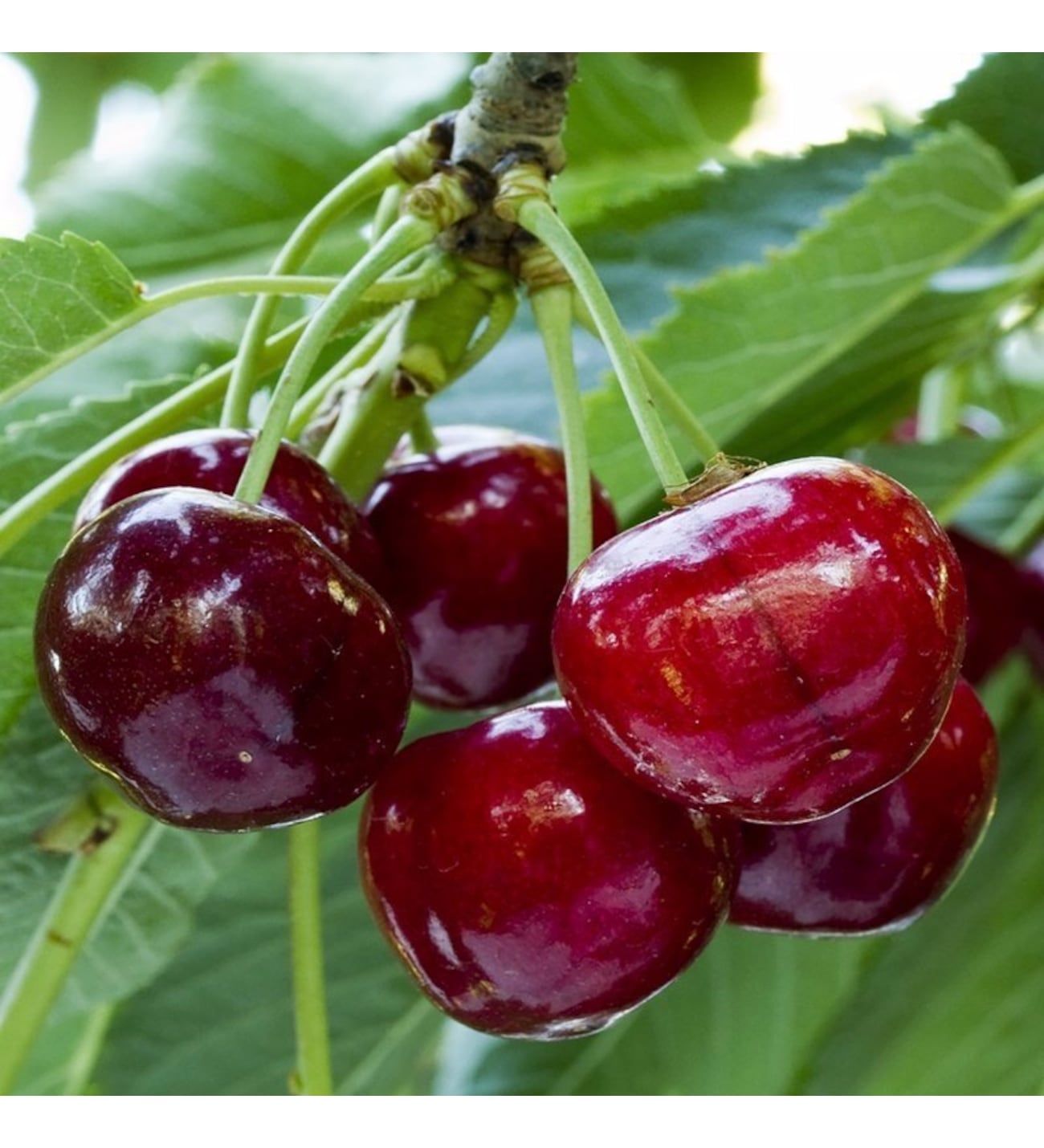 Regina Kiraz Fidanı | Peyzajcom - peyzaj.com