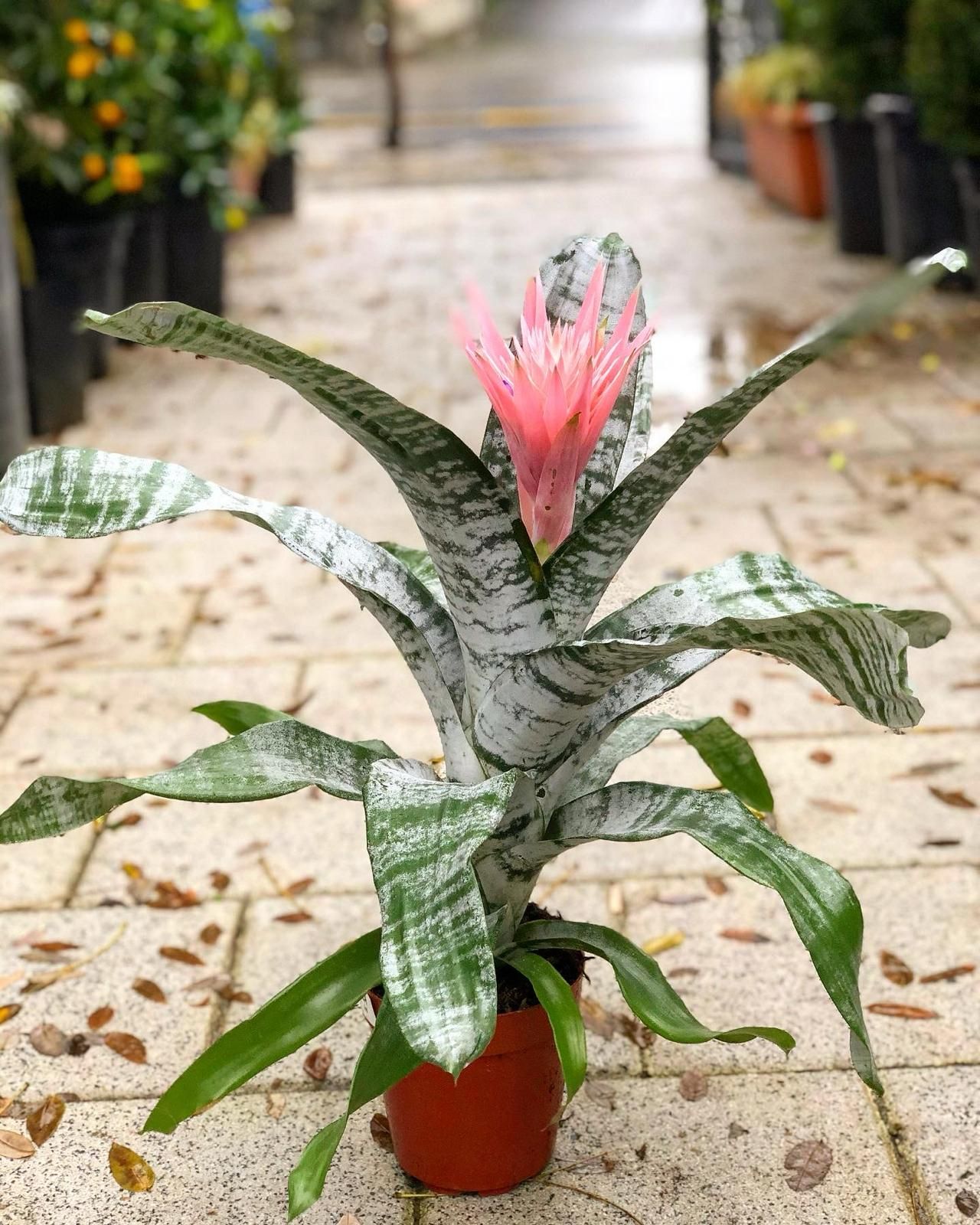 AECHMEA - peyzaj.com
