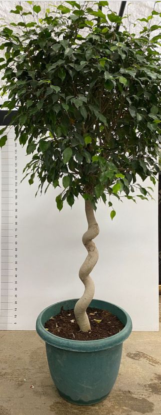 Ficus benjamin-Spiral - peyzaj.com