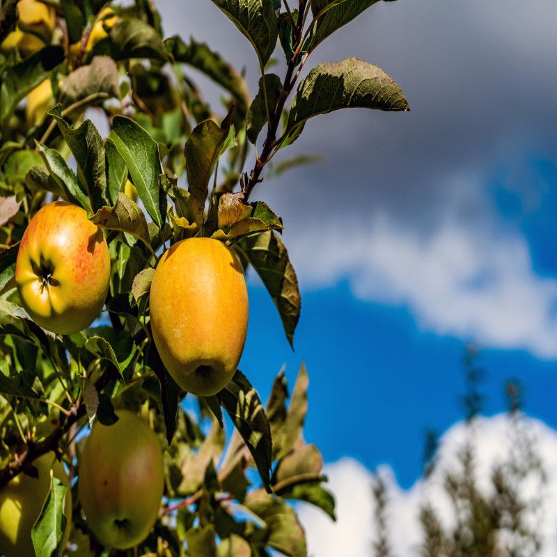 Golden Reinders Elma Fidanı - peyzaj.com