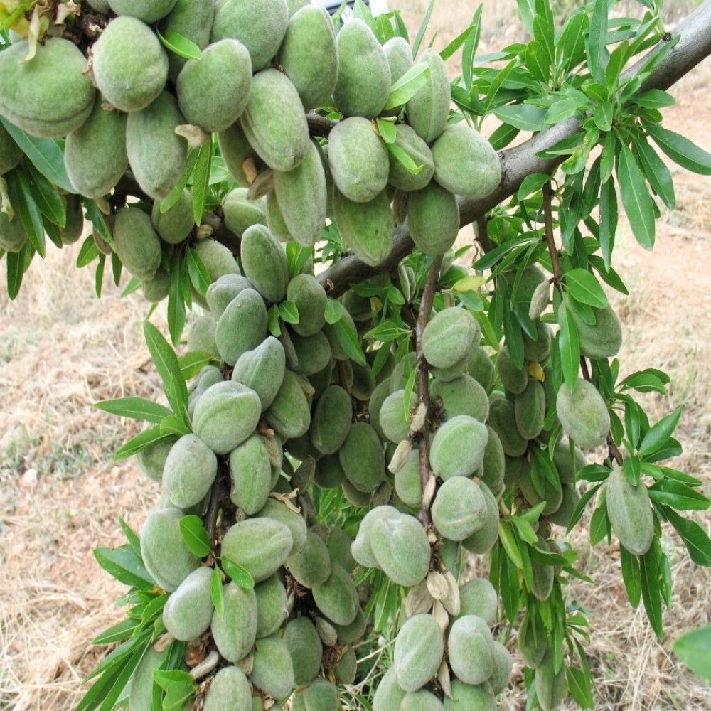 Texas Badem Fidanı | Peyzajcom - peyzaj.com