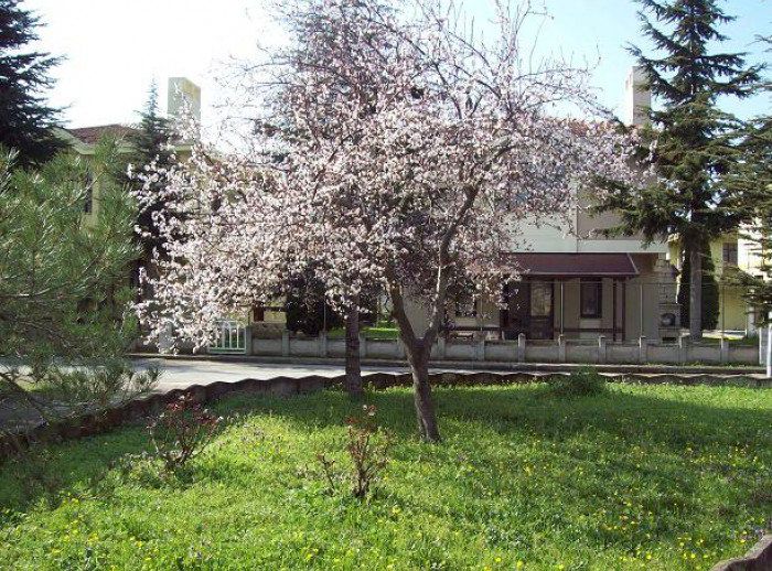 Zerdali 50 Tohum - peyzaj.com