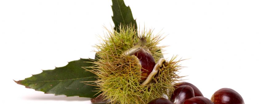 Kestane Fidanı
