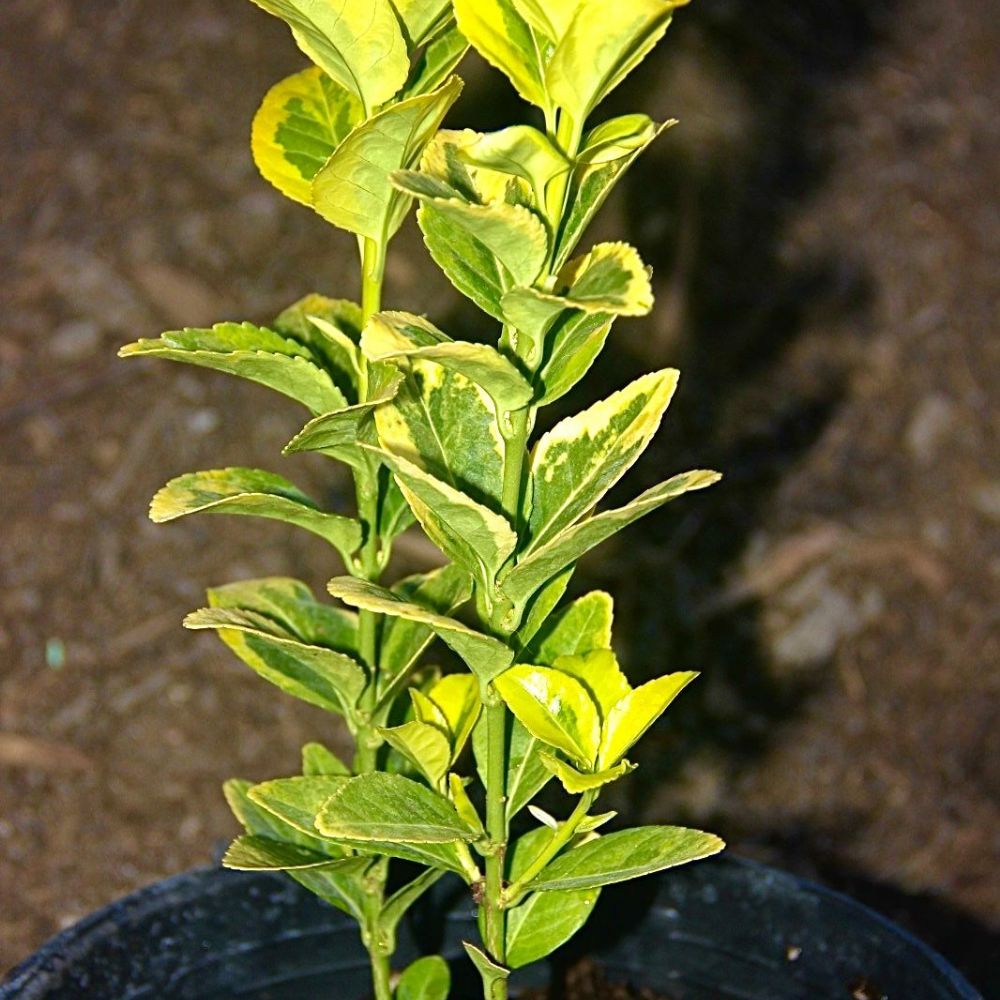 Altuni Taflan - peyzaj.com