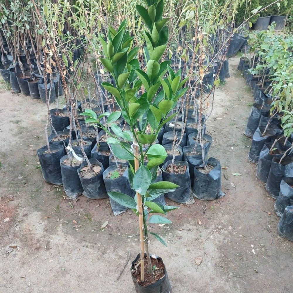 Dobashi Beni Mandalina Fidanı | Peyzajcom - peyzaj.com