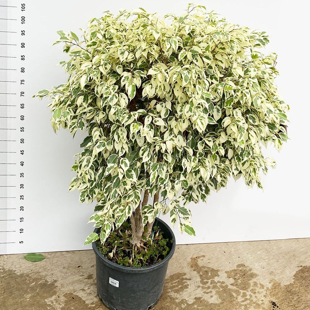 Ficus Benjamin Starlight Bonsai (Yerli) - peyzaj.com