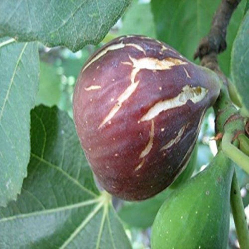 Patlıcan inciri - peyzaj.com