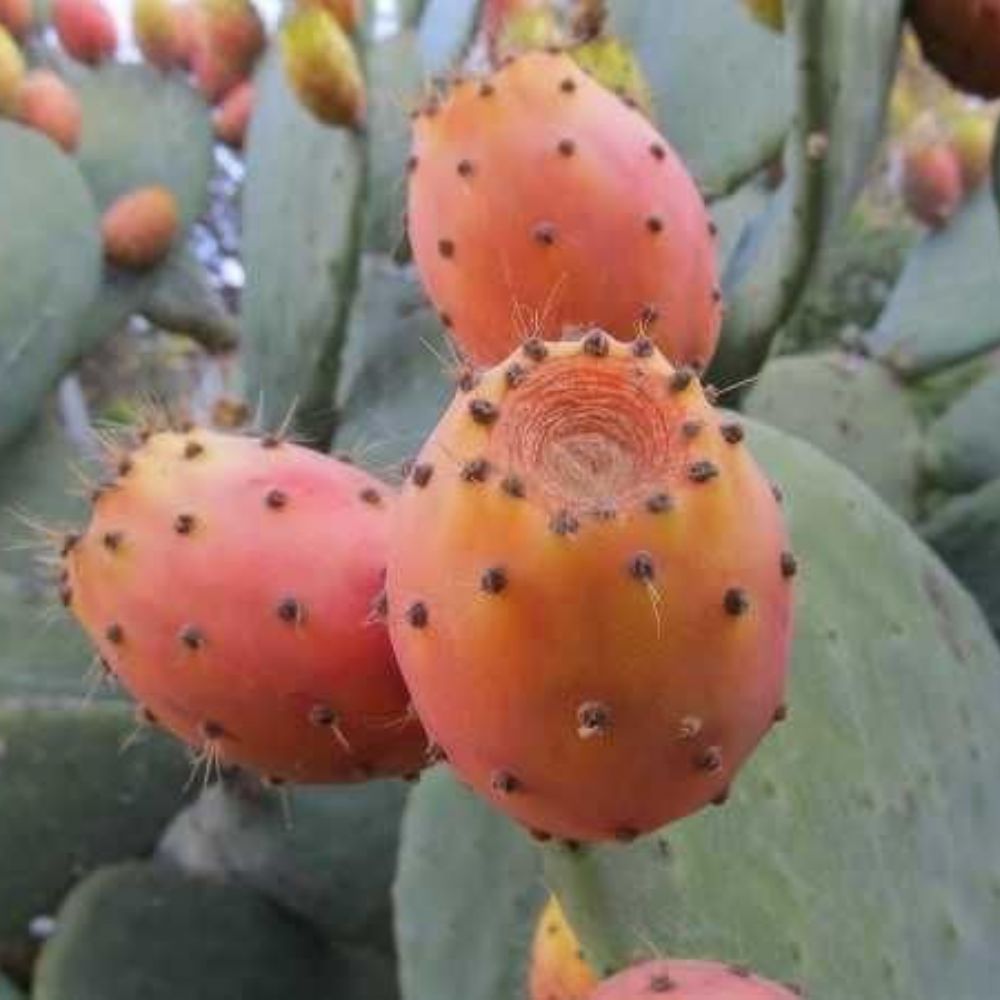 Hint inciri - peyzaj.com