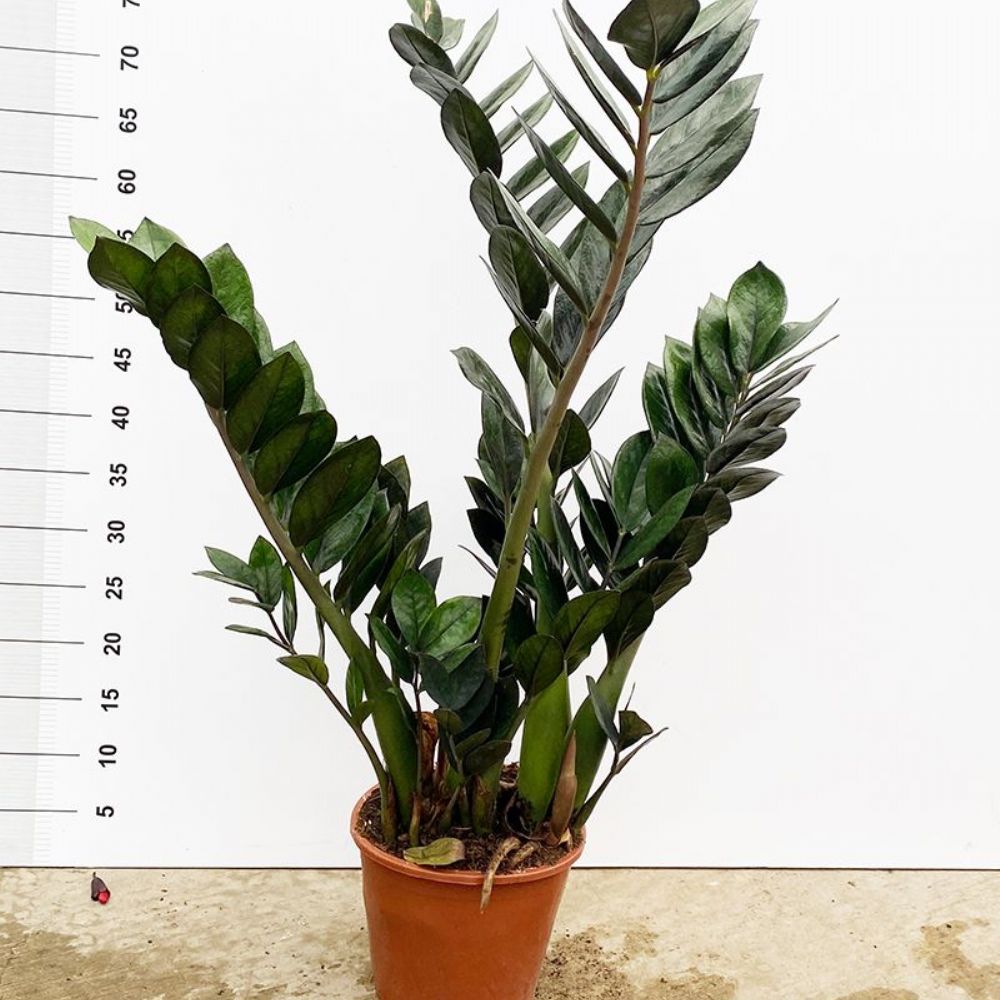 Zamio Super Nova (İthal) - peyzaj.com