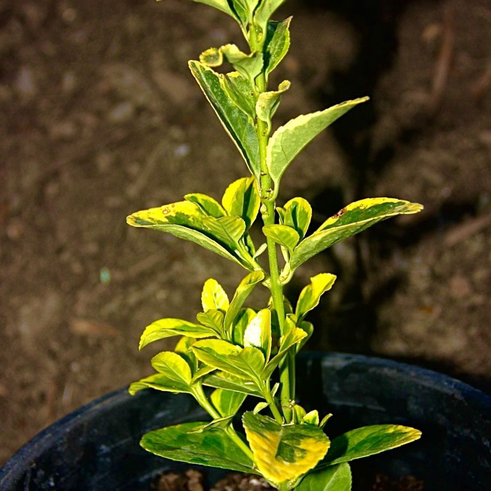 Altuni Taflan - peyzaj.com