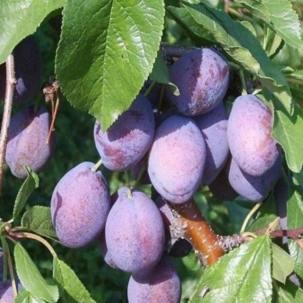 Stanley Birton Erik Fidanı - peyzaj.com