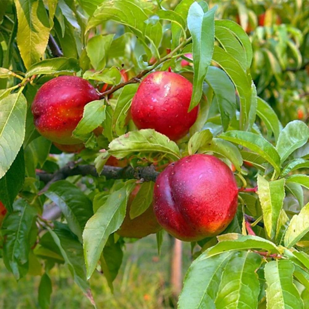 Amiga Nektarin Fidanı - peyzaj.com