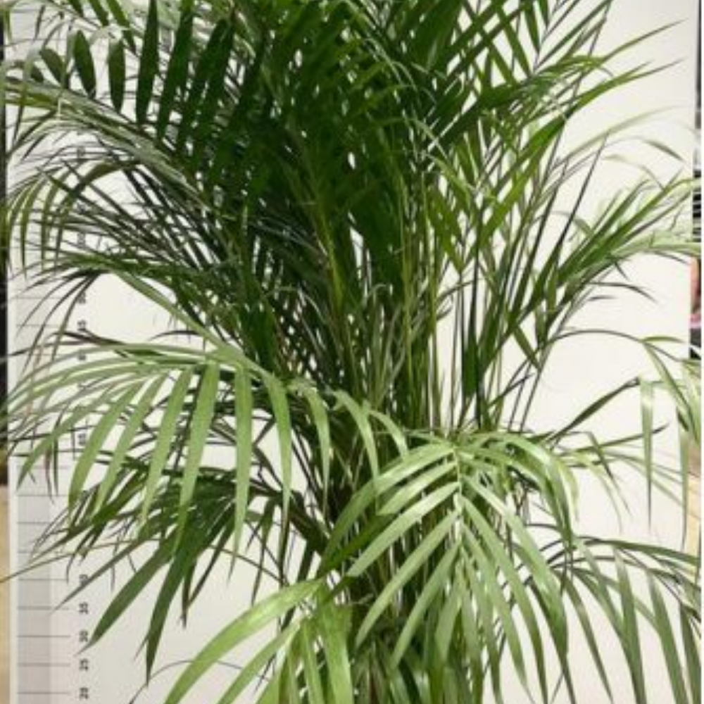Areka Palmiyesi-Areca Dypsis Lutescens - peyzaj.com