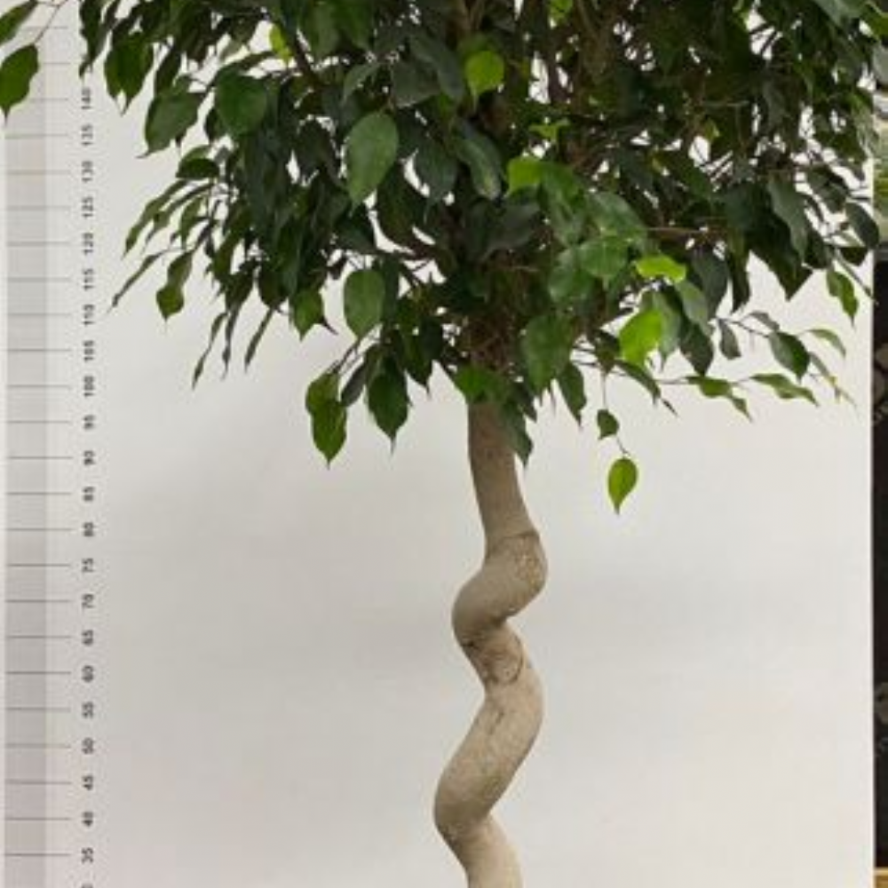 Ficus benjamin-Spiral - peyzaj.com