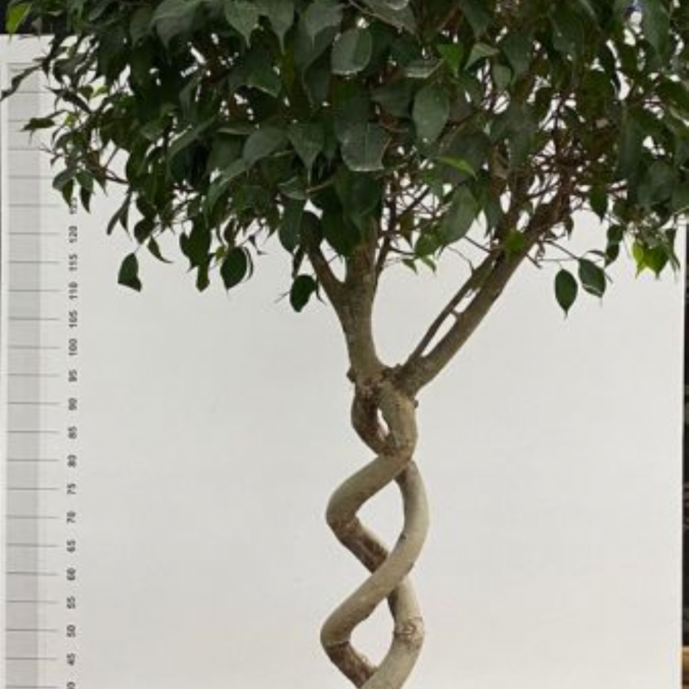 Ficus benjamin-Spiral - peyzaj.com