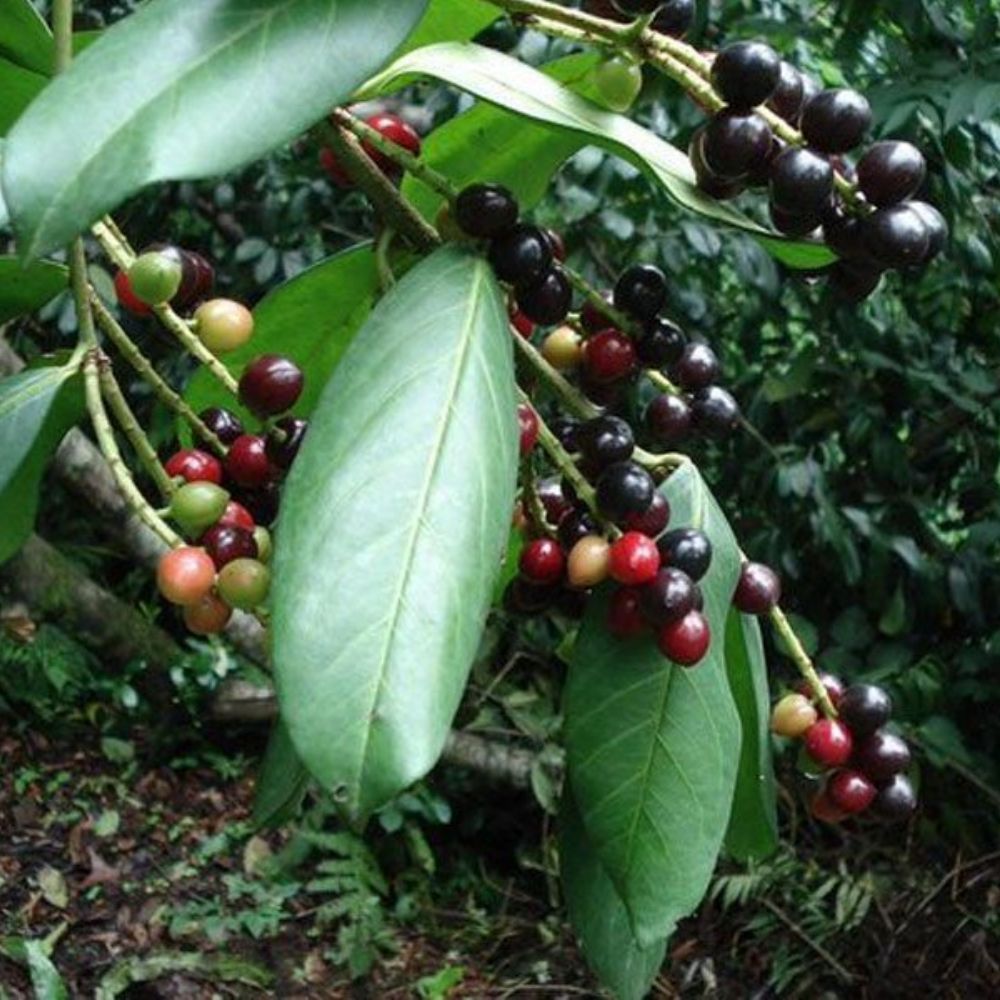 Karayemiş Laz Kirazı | Peyzajcom - peyzaj.com