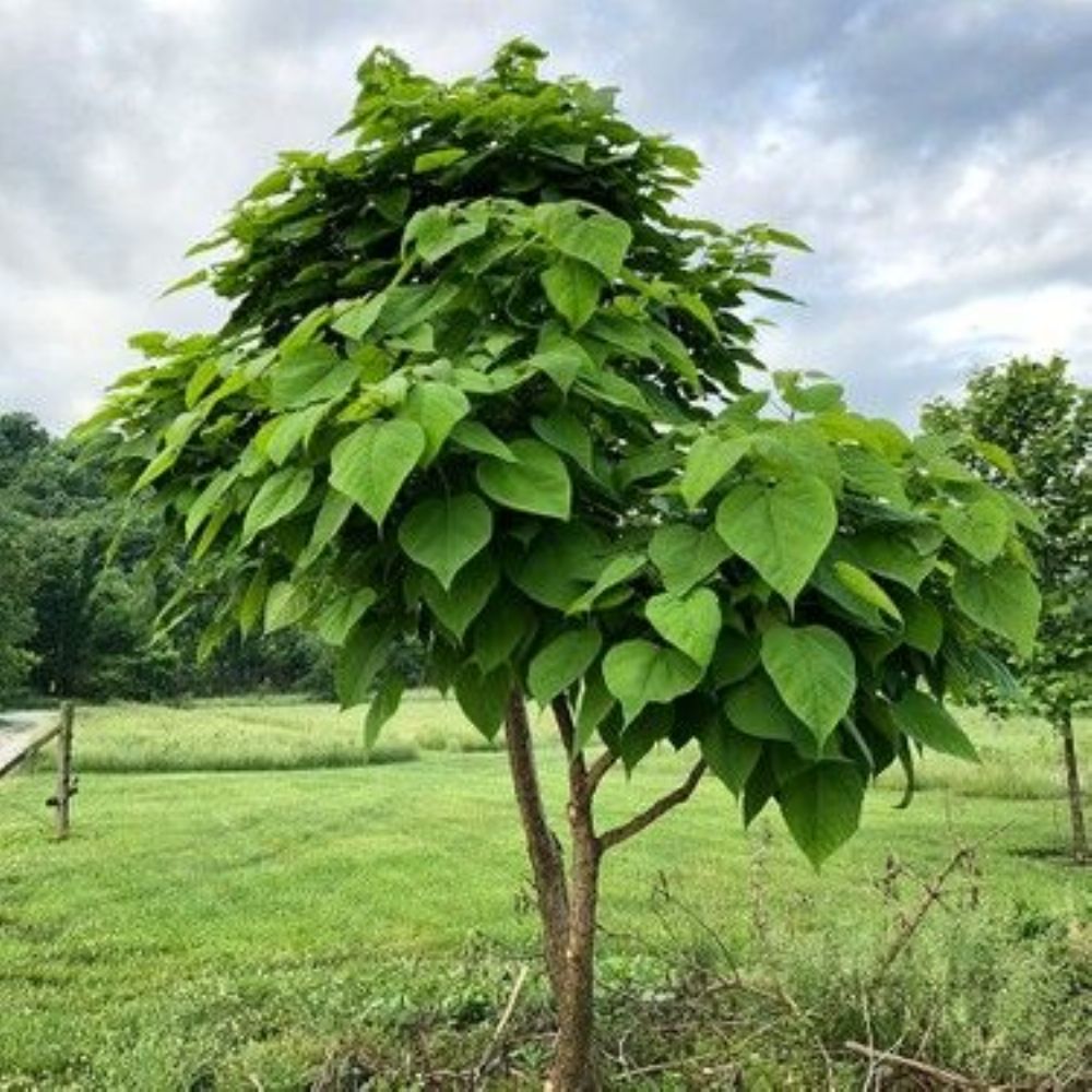 Katalpa 100 Tohum - peyzaj.com