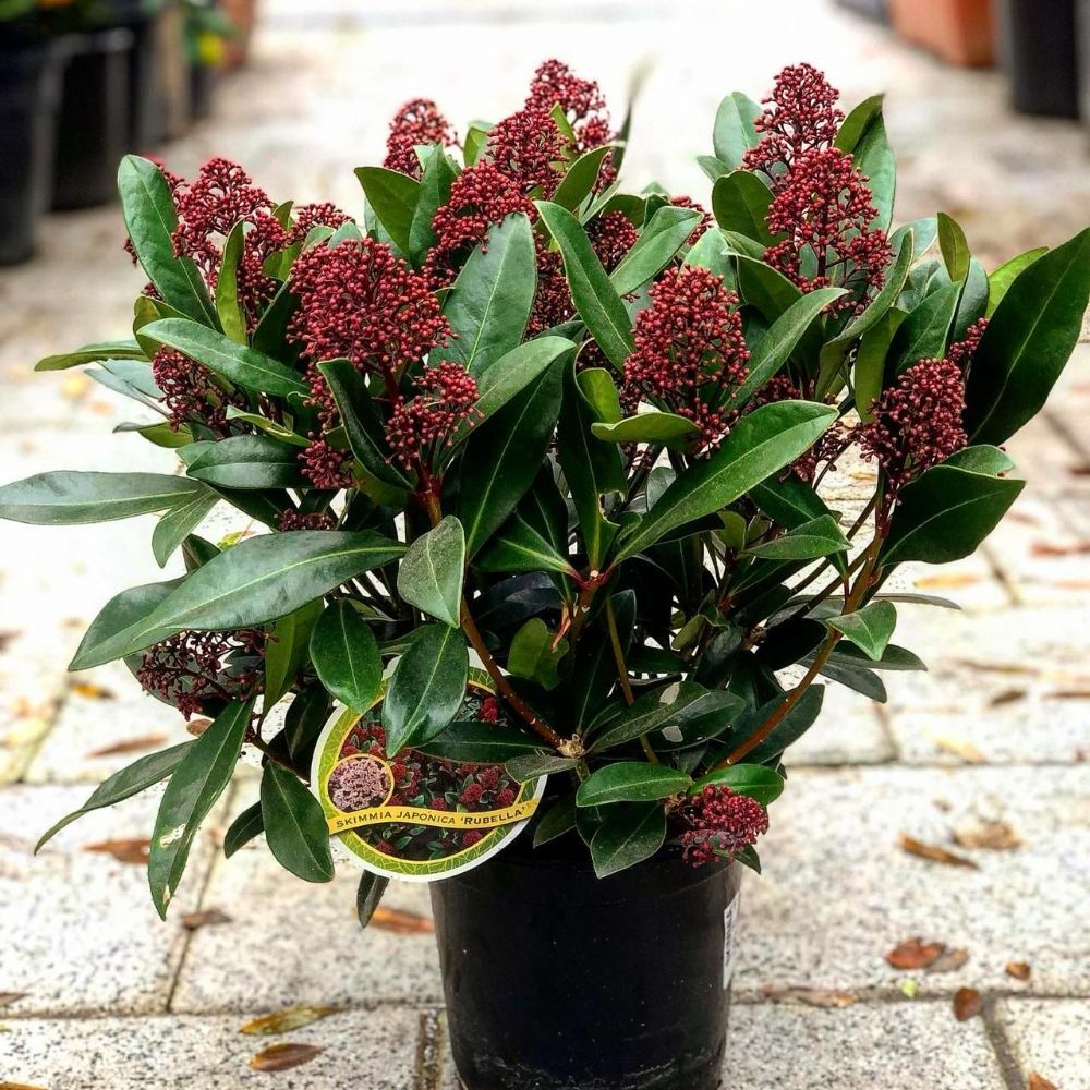 SKIMMIA JAPONICA - peyzaj.com