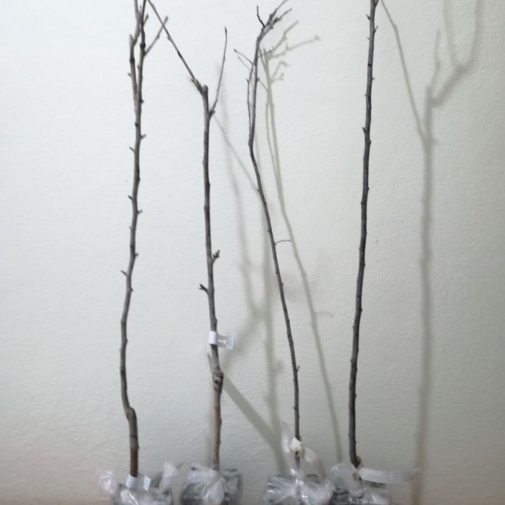 Sun gold erik fidanı - peyzaj.com