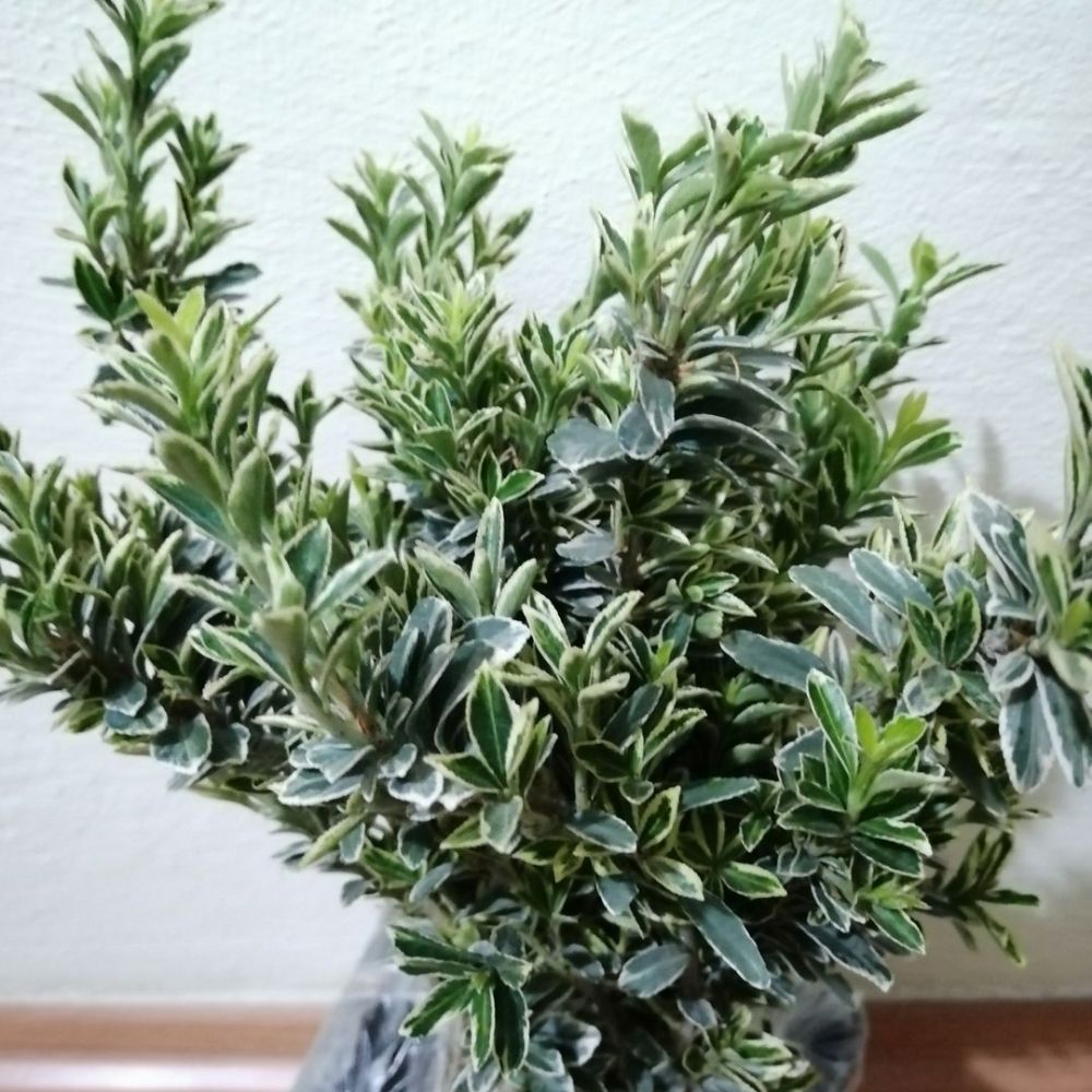 Çıtır taflan alacalı - peyzaj.com