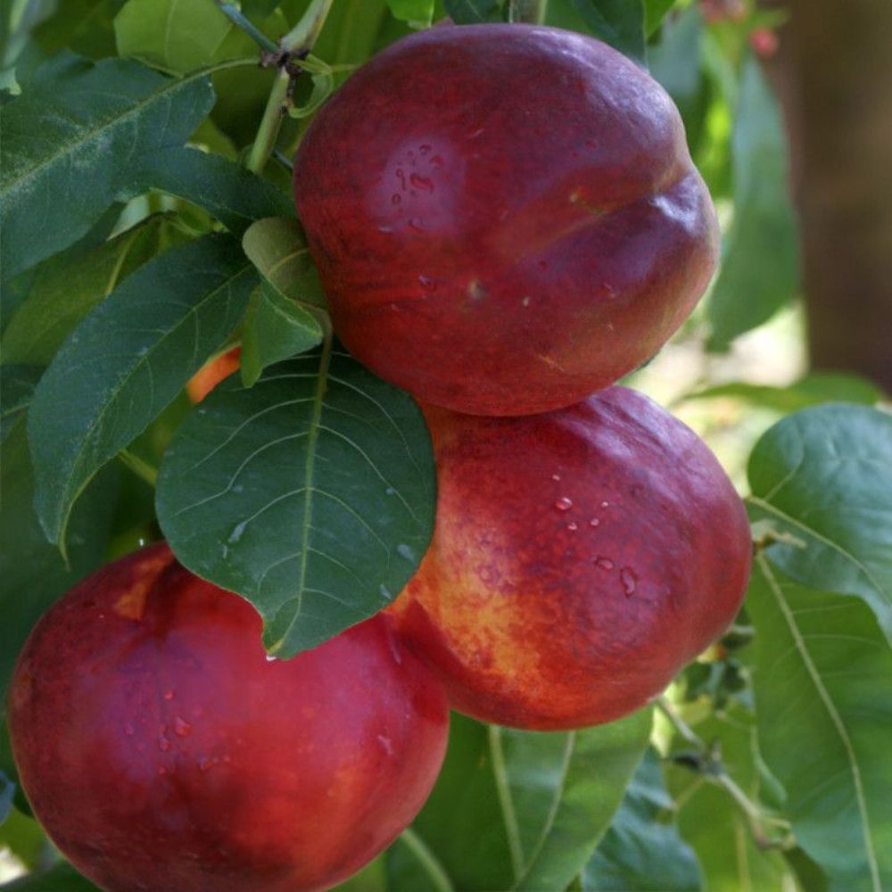 Sweet Lady Nektarin Fidanı - peyzaj.com