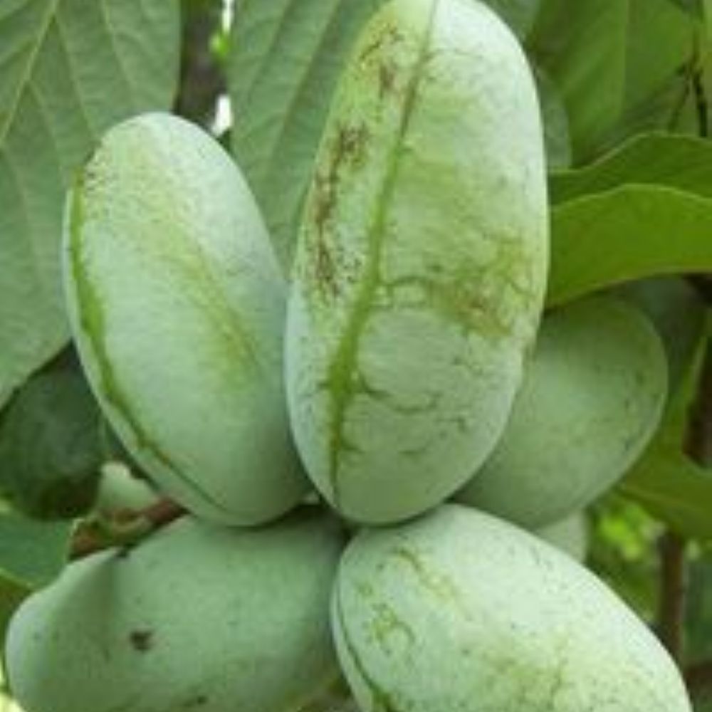 tropikal pawpaw fidanı - peyzaj.com