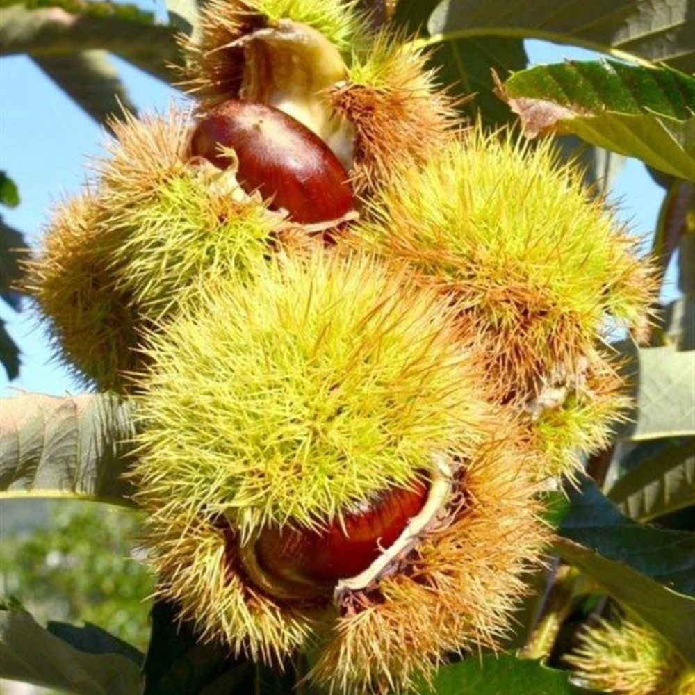 Kestane Fidanı - peyzaj.com