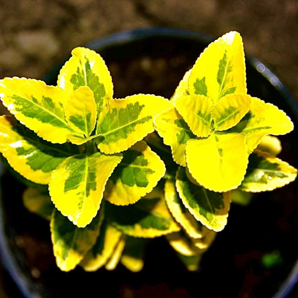 Altuni Taflan - peyzaj.com