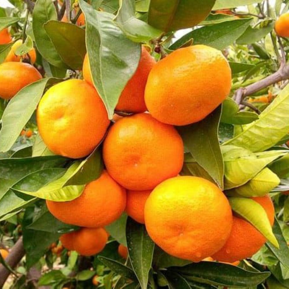 Dobashi Beni Mandalina Fidanı | Peyzajcom - peyzaj.com