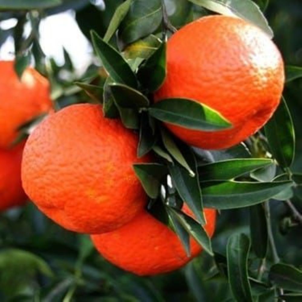 Klementin King Mandalina Fidanı | Peyzajcom - peyzaj.com