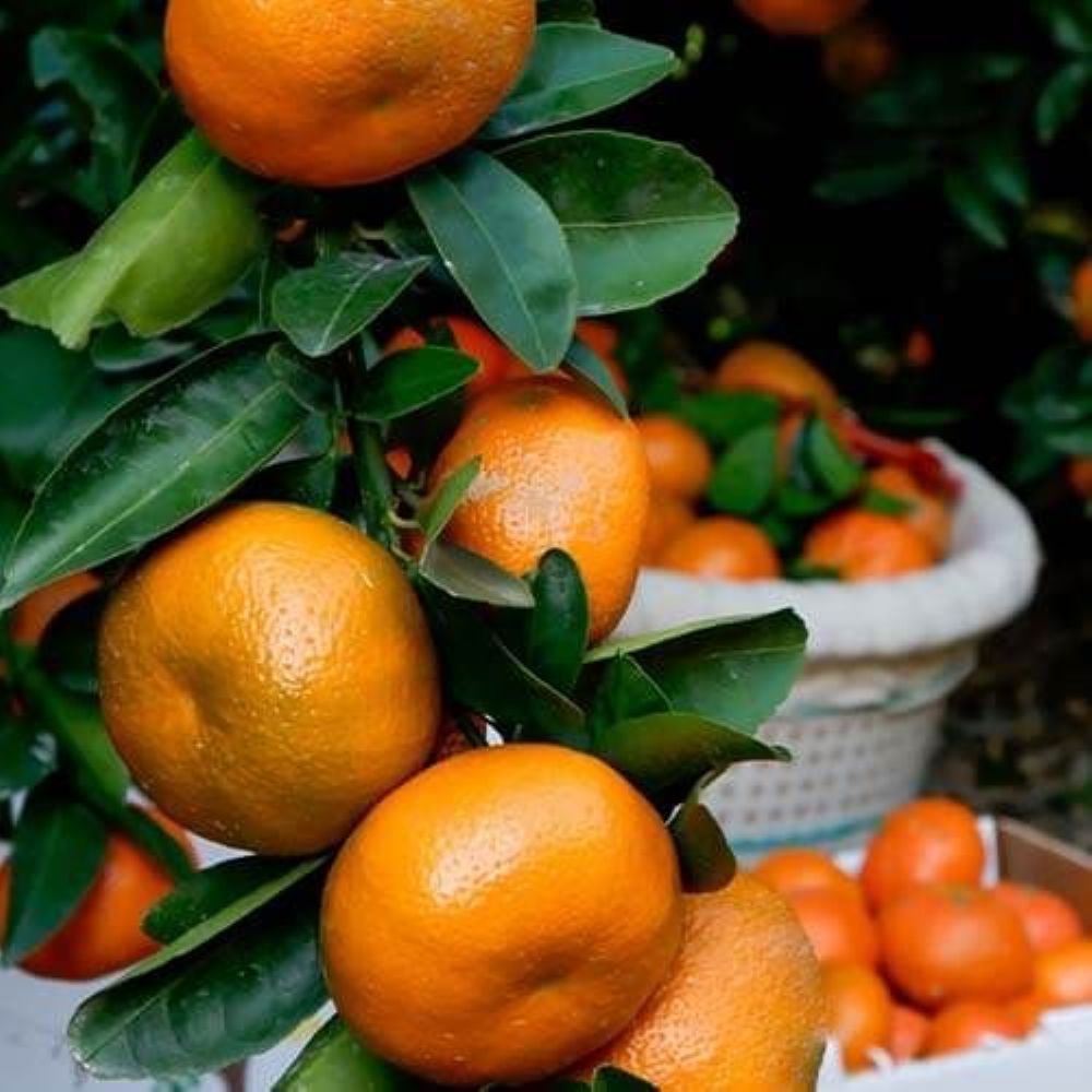 W Murcot Mandalina Fidanı | Peyzajcom - peyzaj.com