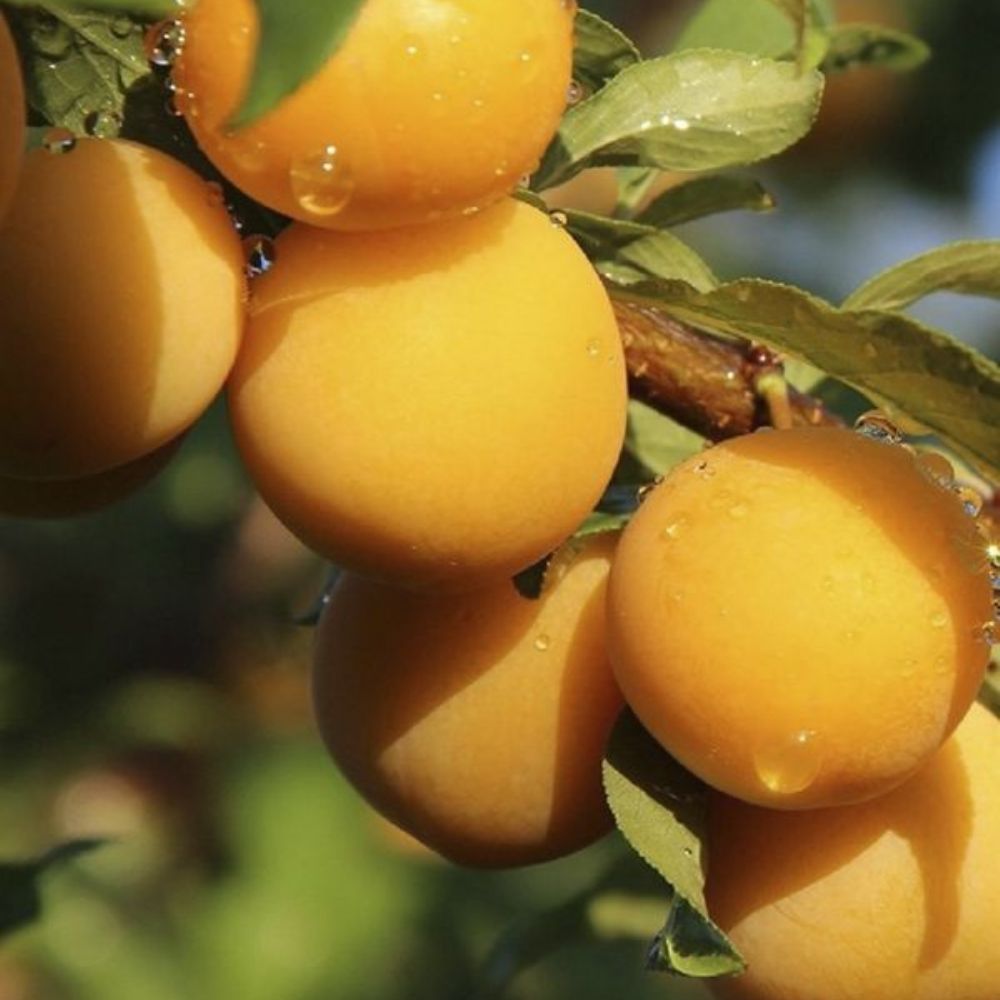 Kağızman Kayısı Fidanı | Peyzajcom - peyzaj.com