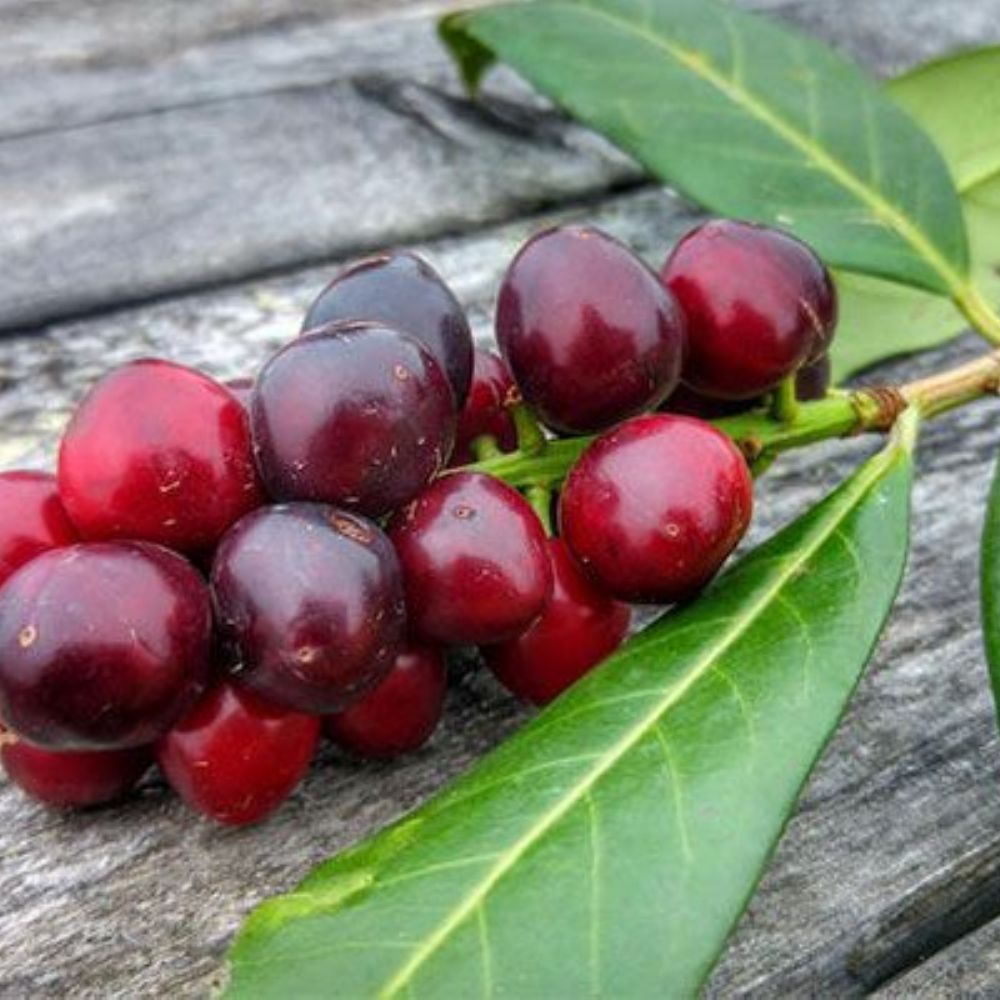 Karayemiş Laz Kirazı | Peyzajcom - peyzaj.com