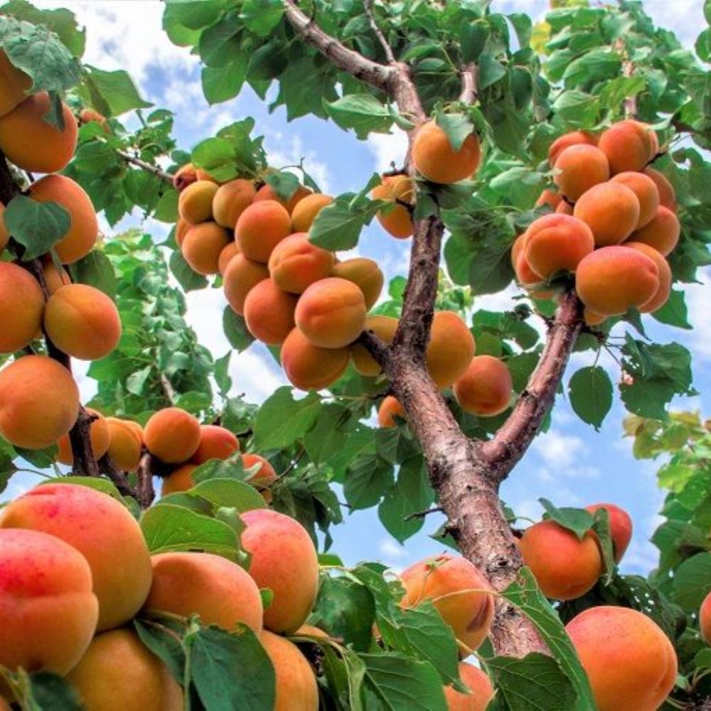 Kayısı Ağacı 50 Tohum - peyzaj.com