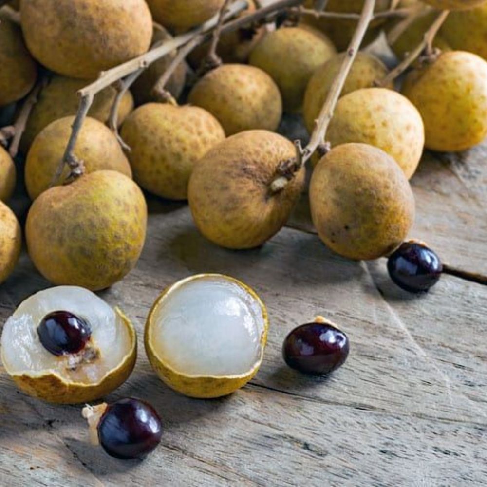 tropikal longan meyvesi fidanı - peyzaj.com