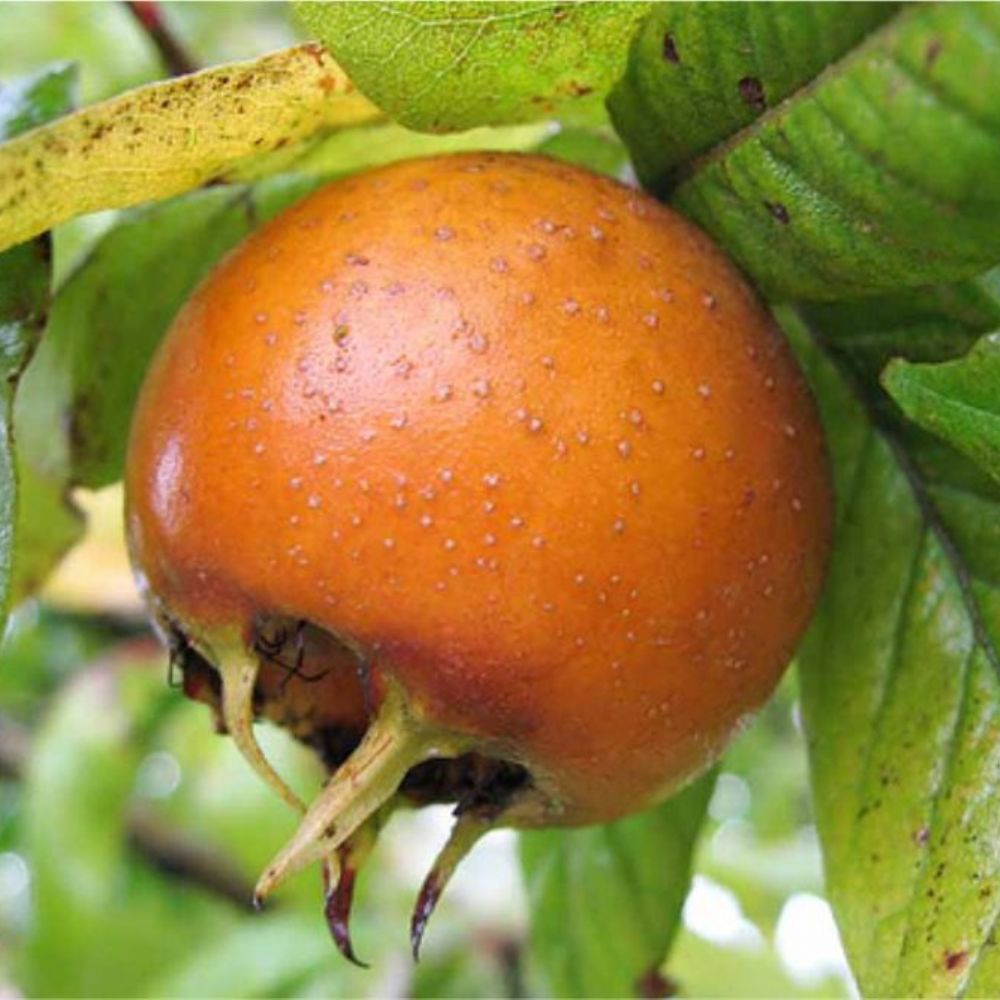 Muşmula Töngel Fidanı - peyzaj.com