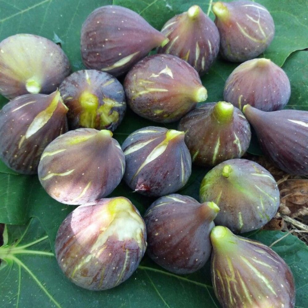 Patlıcan inciri - peyzaj.com