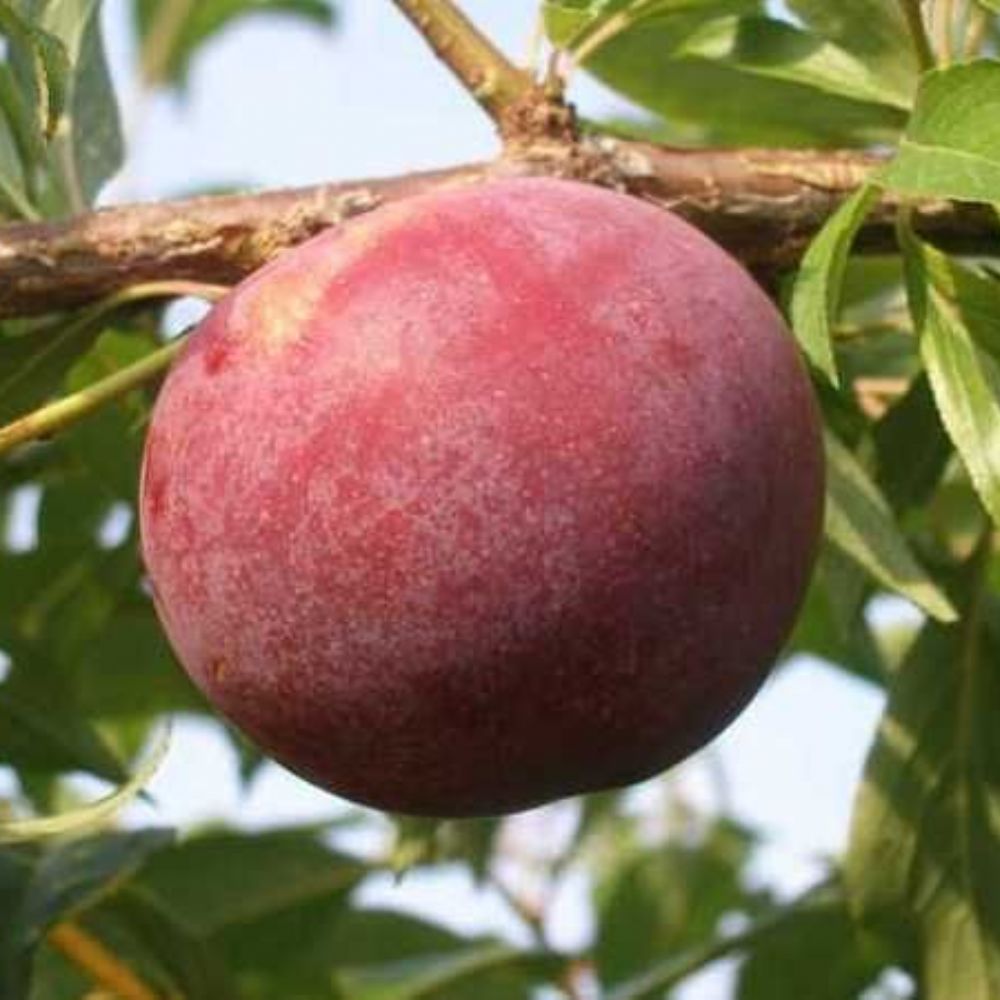 Ruby crunch eriği fidanı - peyzaj.com