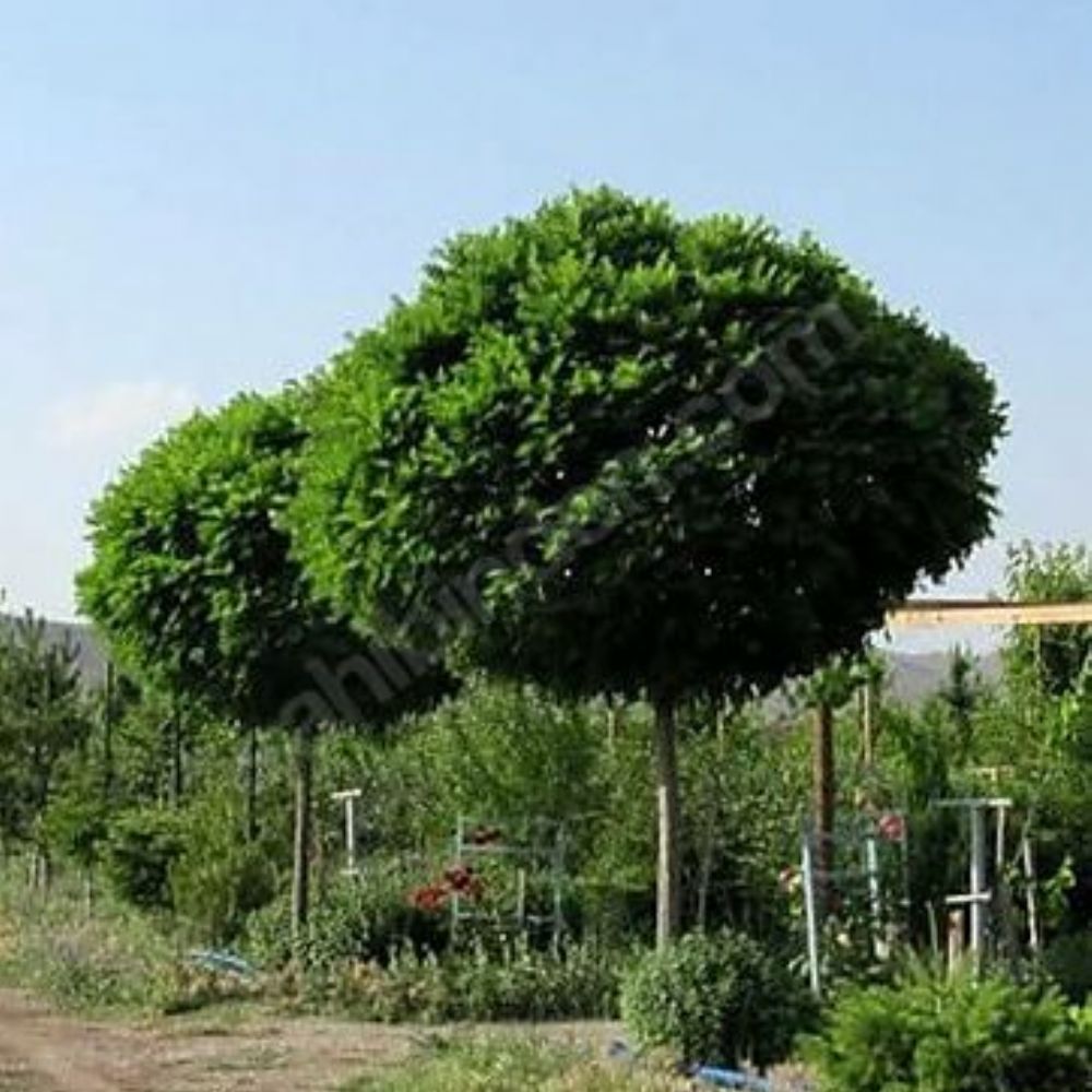 Top Akasya 100 Tohum - peyzaj.com