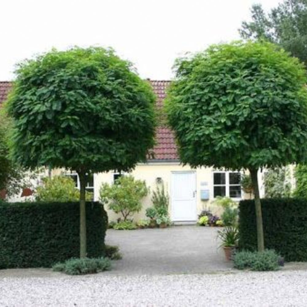 Top Akasya 100 Tohum - peyzaj.com