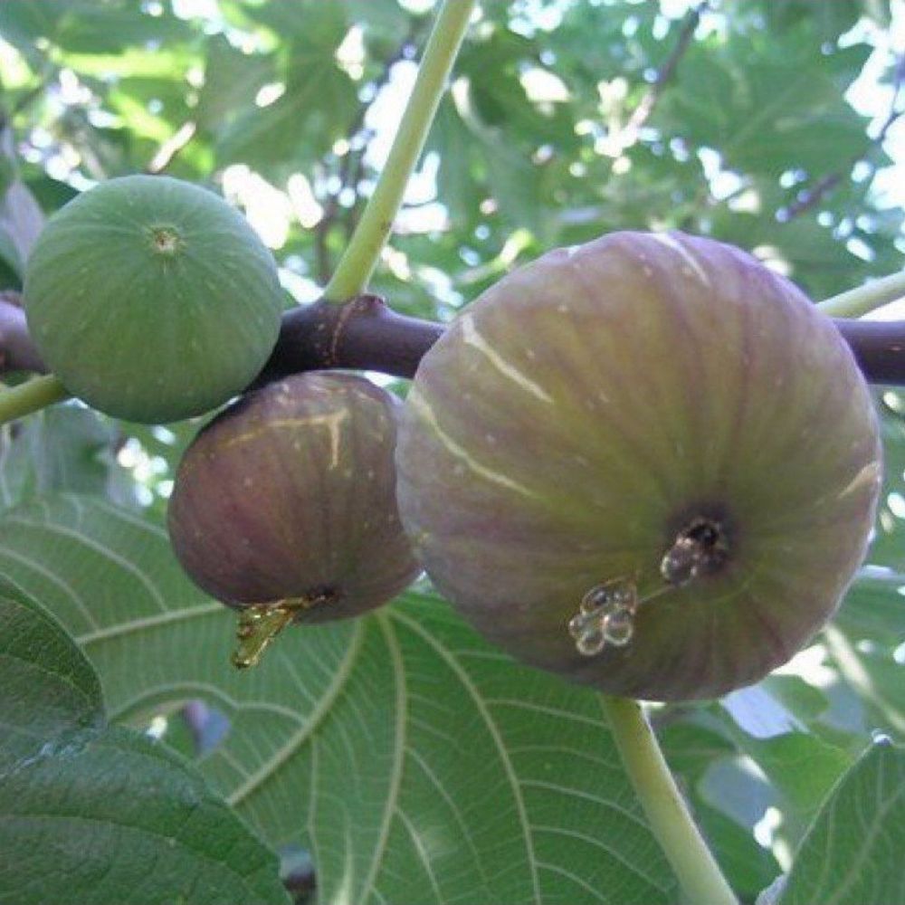 Patlıcan inciri - peyzaj.com