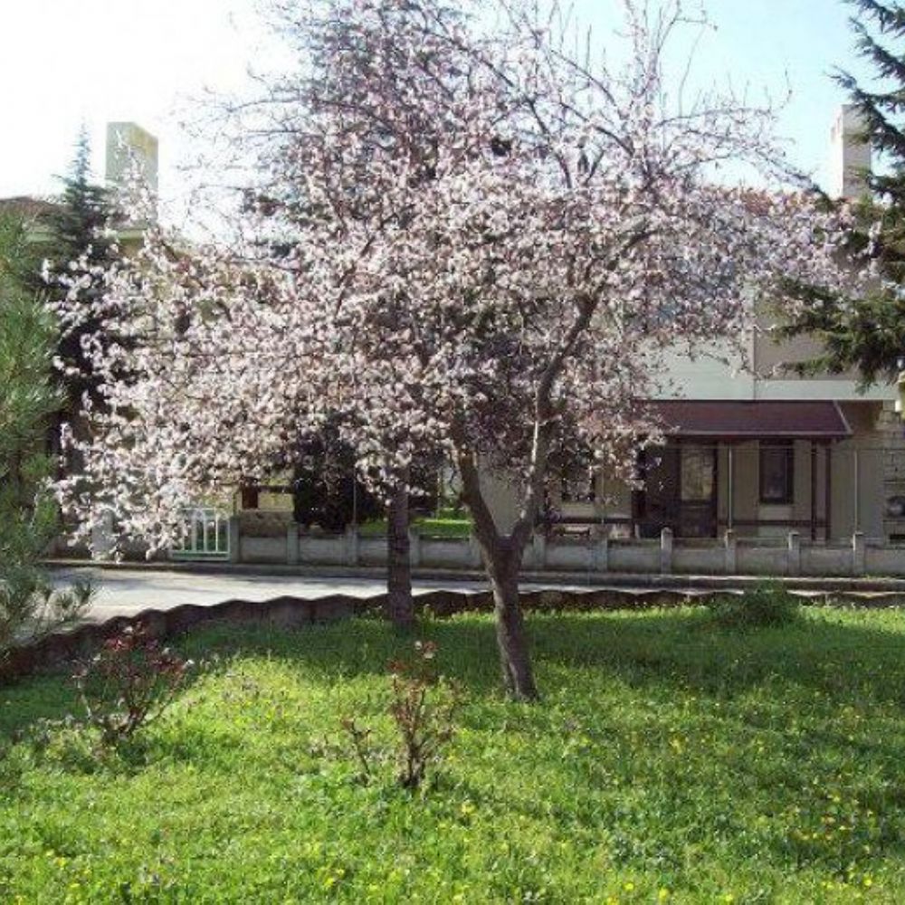 Zerdali 50 Tohum - peyzaj.com