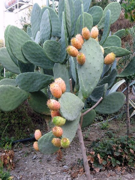 Hint İnciri Fidanı - peyzaj.com