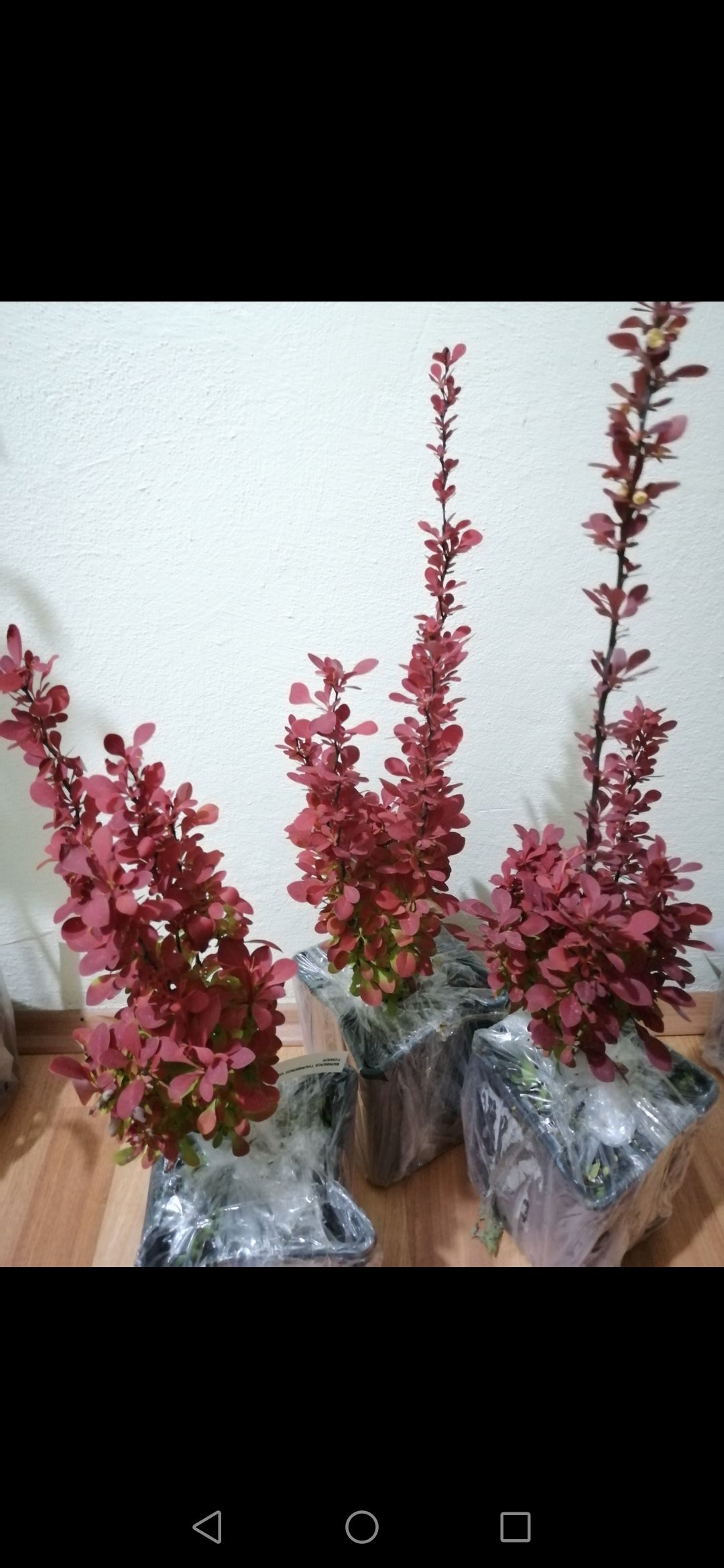 Maria Berberis Süs Bitkisi - peyzaj.com